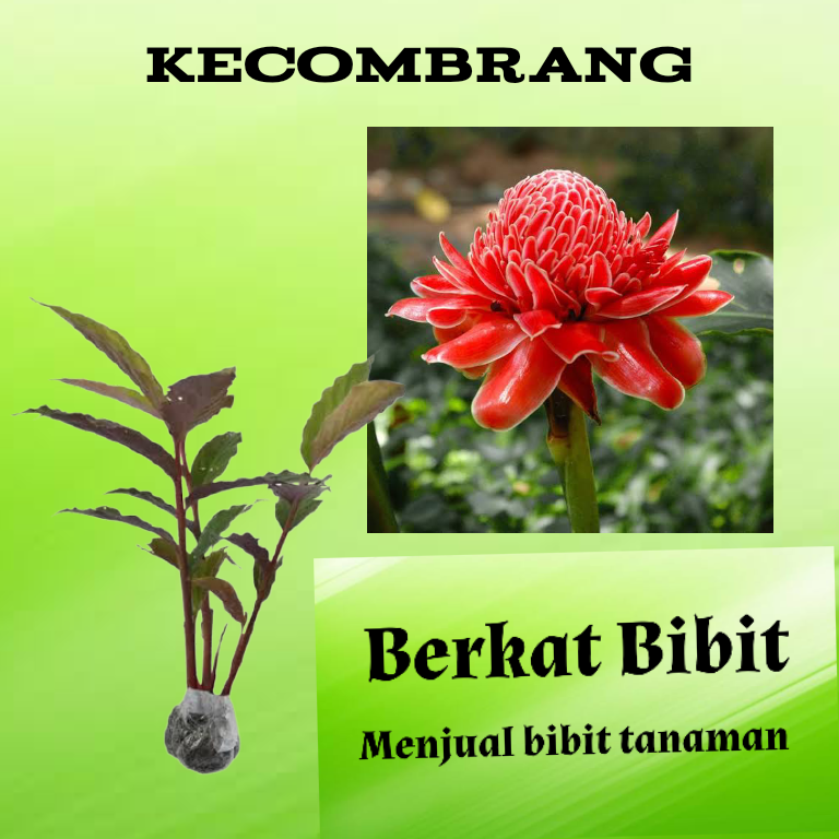Tanaman Kecombrang | Lazada Indonesia