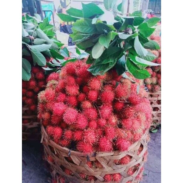 Rambutan 1 Kg | Lazada Indonesia