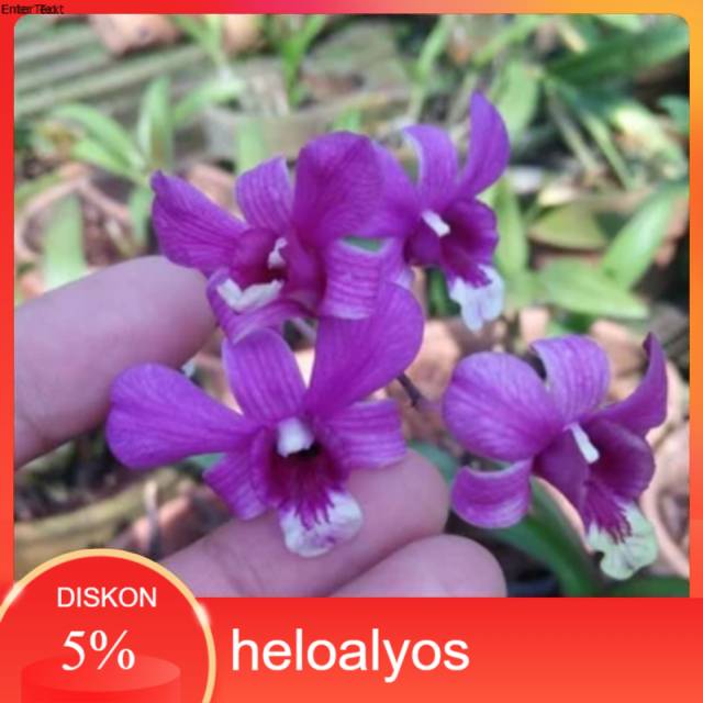 Anggrek dendrobium mini bigibum | Lazada Indonesia
