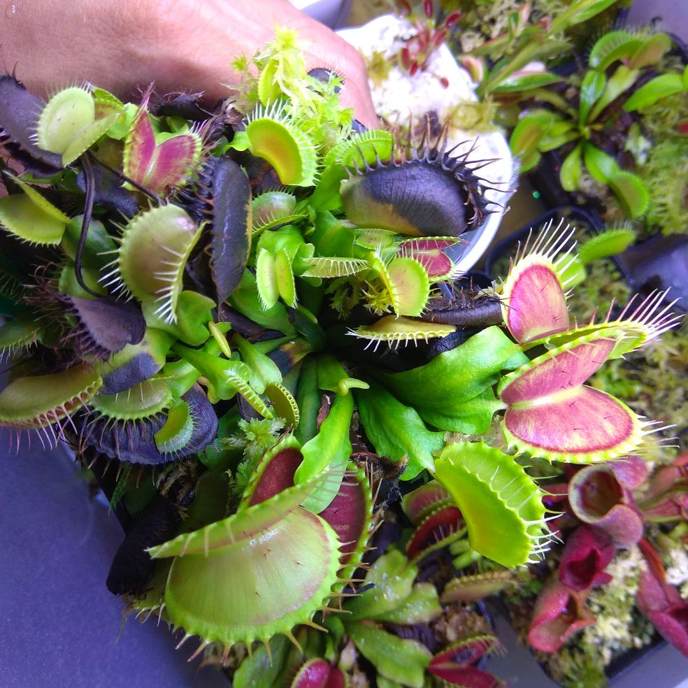Tanaman Karnivora Venus FlyTrap Venusflytrap VFT Clone Giant Tipe Yang Bisa Besar | Lazada Indonesia