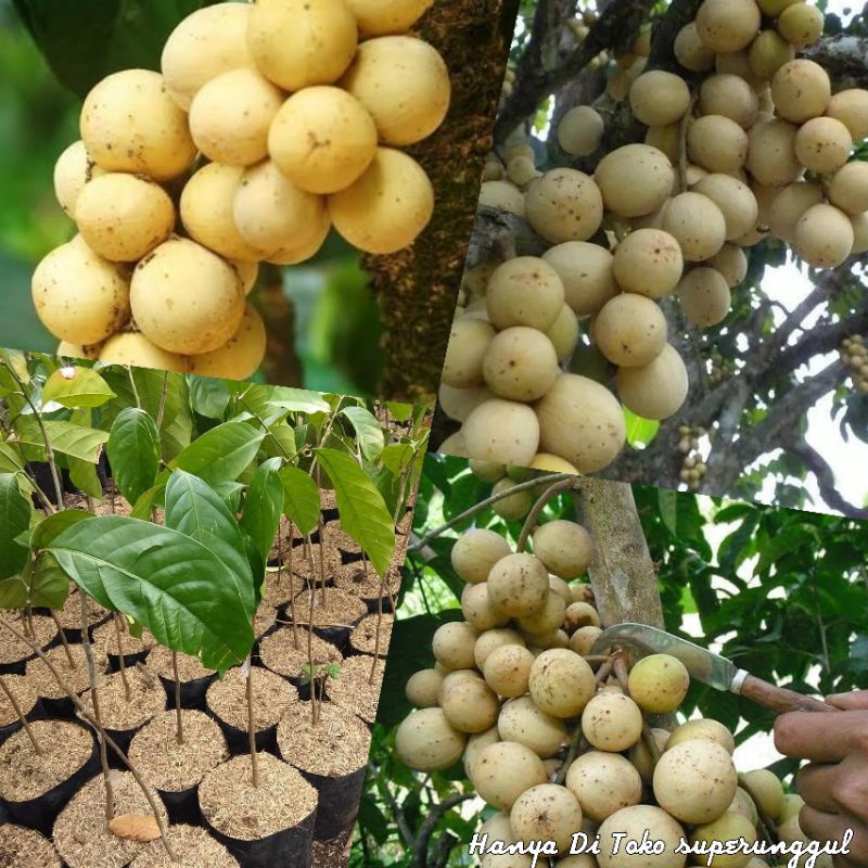 Bibit Duku Tanpa Biji Super | Lazada Indonesia
