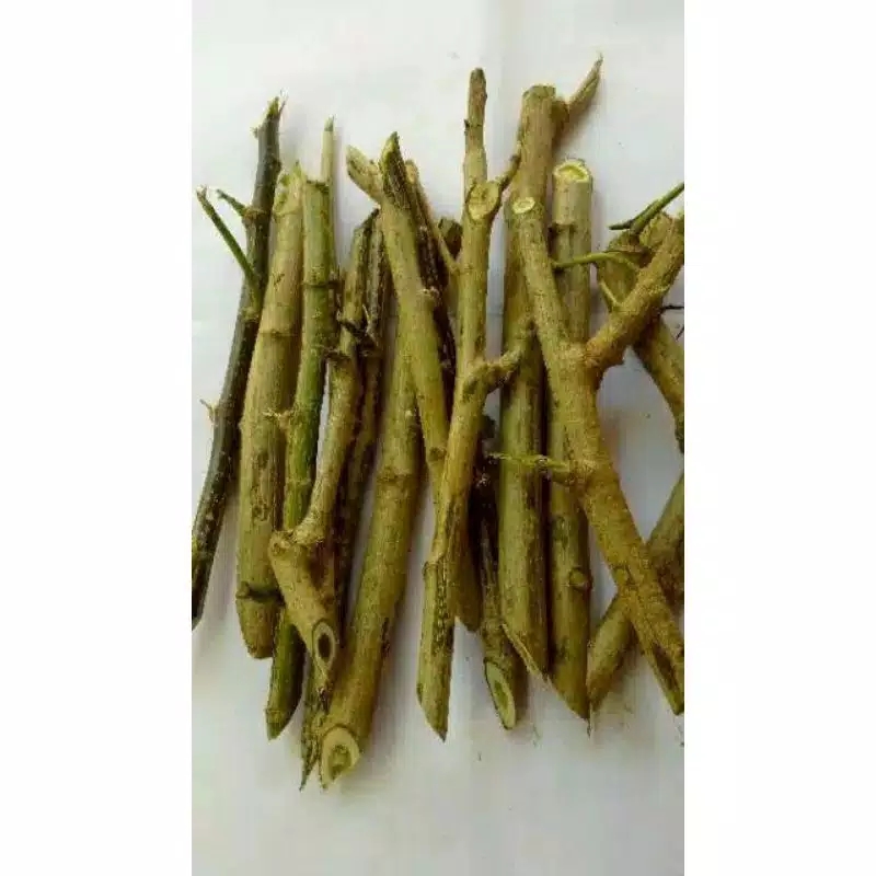 STEK POHON INSULIN/STEK INSULIN/INSULIN/BIBIT TANAMAN INSULIN | Lazada ...