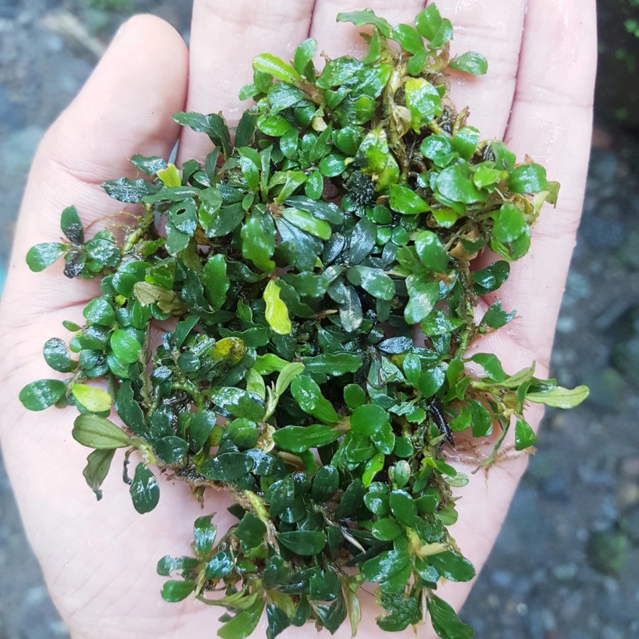 Bucephalandra Mini coin 1 cup Tanaman Aquascape | Lazada Indonesia