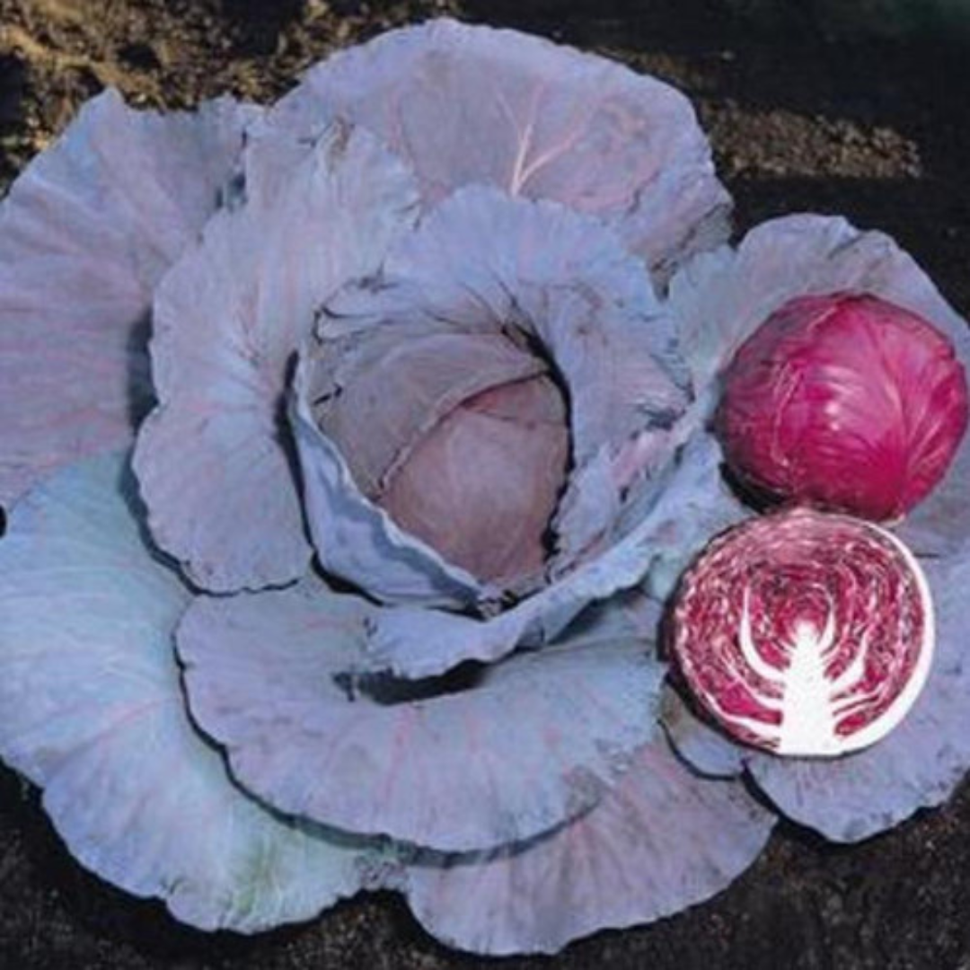 15 BENIH KUBIS UNGU SCARLET bibit tanaman sayur sayuran kol HIDROPONIK ...