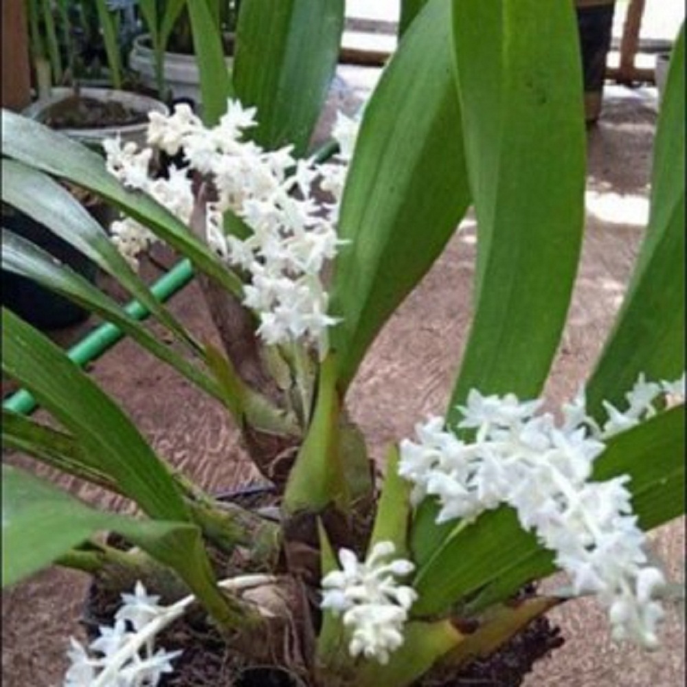 anggrek eria hyacinthoides sp bunga bergerombol | Lazada Indonesia
