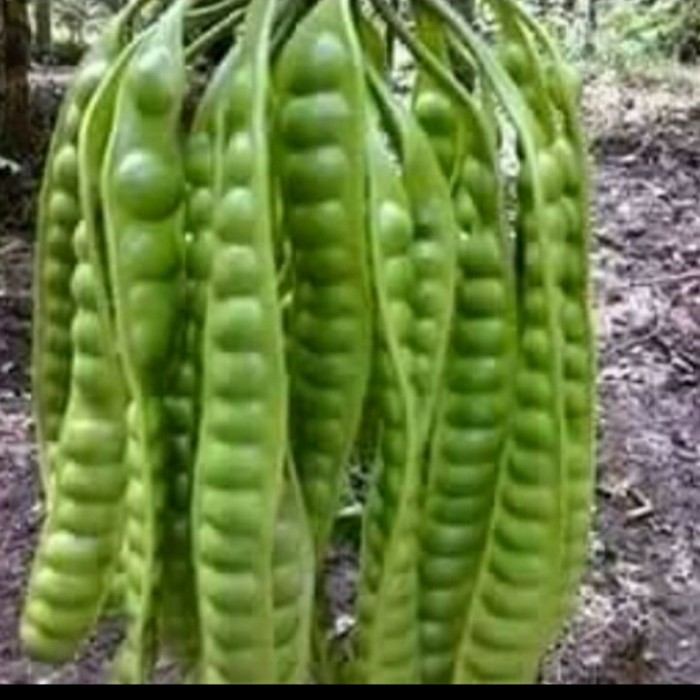 BUYER BIBIT TANAMAN PETE HIBRIDA/ PETAI HIBRIDA JUMBO TERBAIK HASIL ...