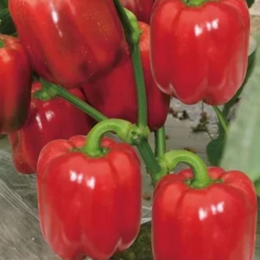 ISI PAKET: 4 Benih Paprika Merah F1 Red Star Sayuran Unggul Known You ...