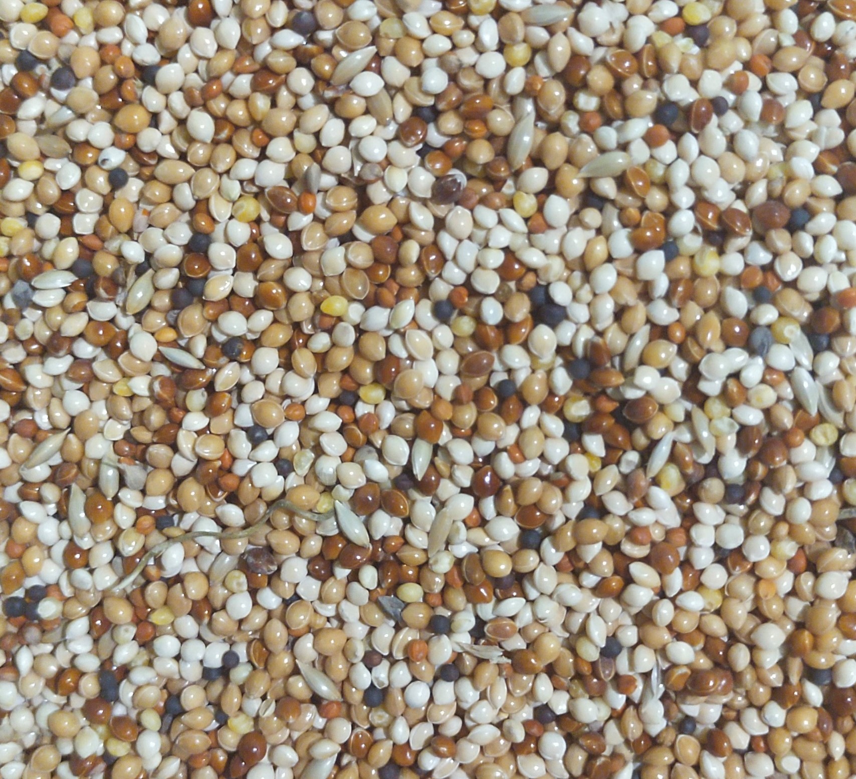 makanan burung perkutut milet lengkap 1kg | Lazada Indonesia