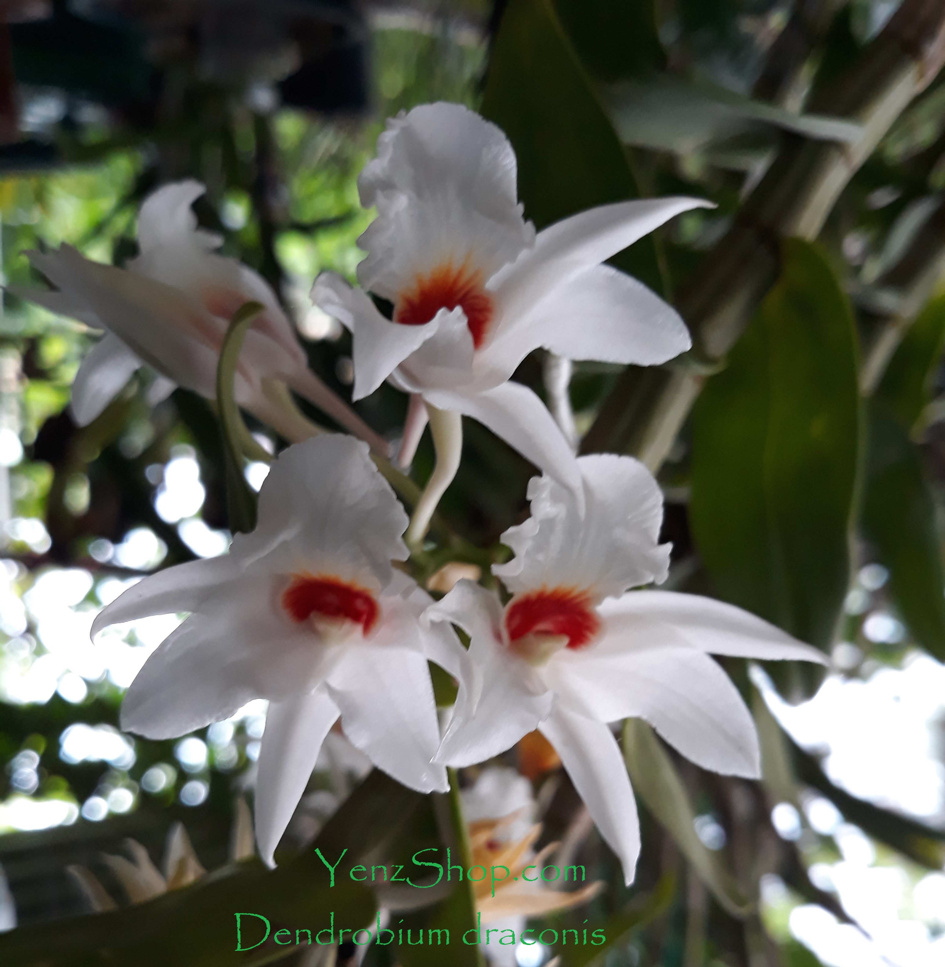 Anggrek Dendrobium draconis -Dewasa | Lazada Indonesia