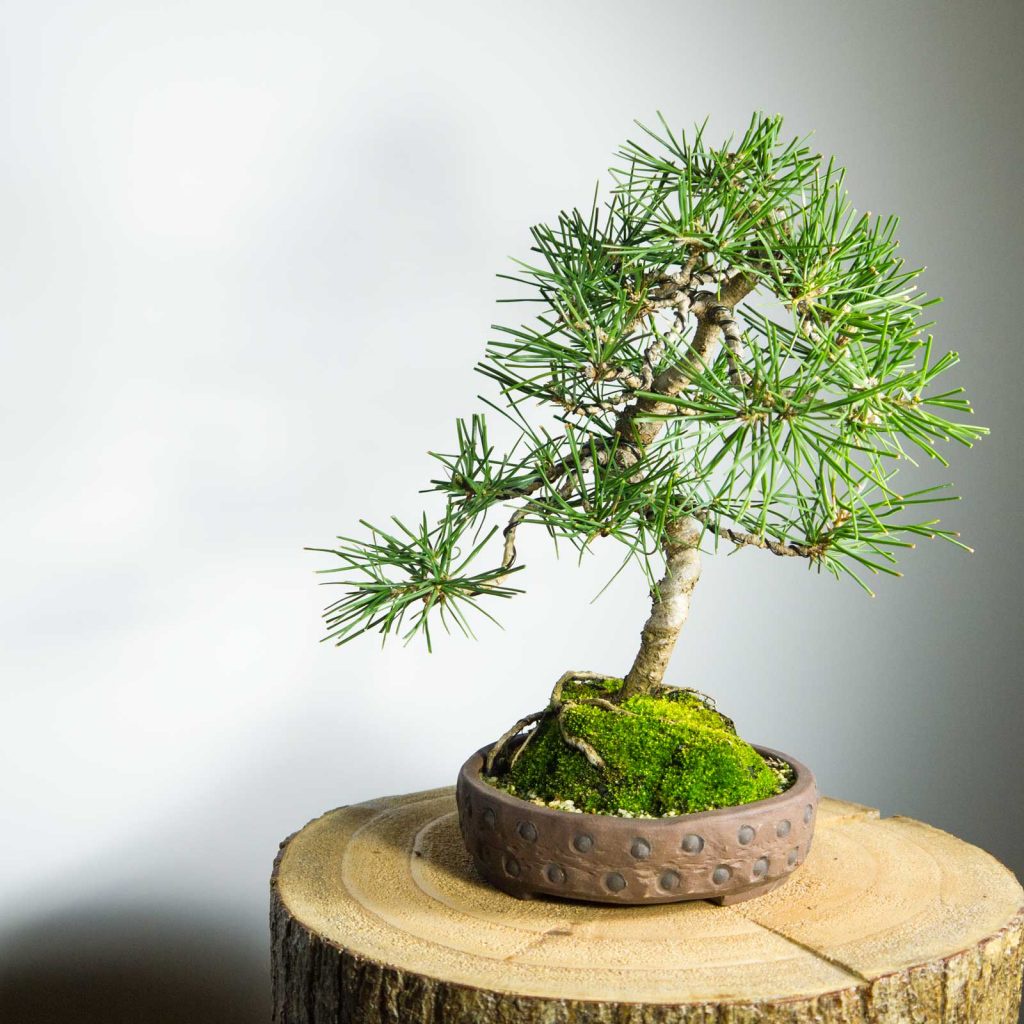 SEED Benih Biji Japanese Black Pine Gomsol Heisong Kuromatsu Tree Pinus ...
