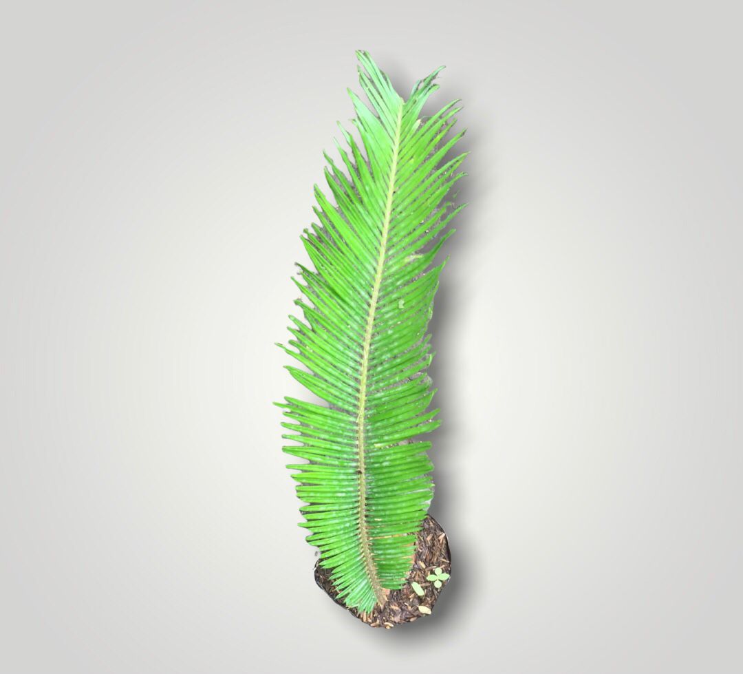 MAWAR JAMBE (SIKAS) | Lazada Indonesia