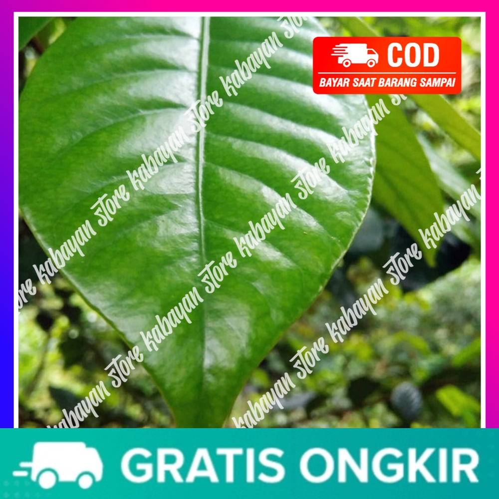 daun pala segar | Lazada Indonesia