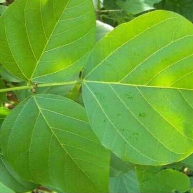 Daun dadap serep segar 500 gram | Lazada Indonesia