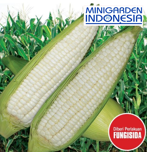 14 Benih Jagung Putih Paramita F1 bibit tanaman sayur sayuran | Lazada ...