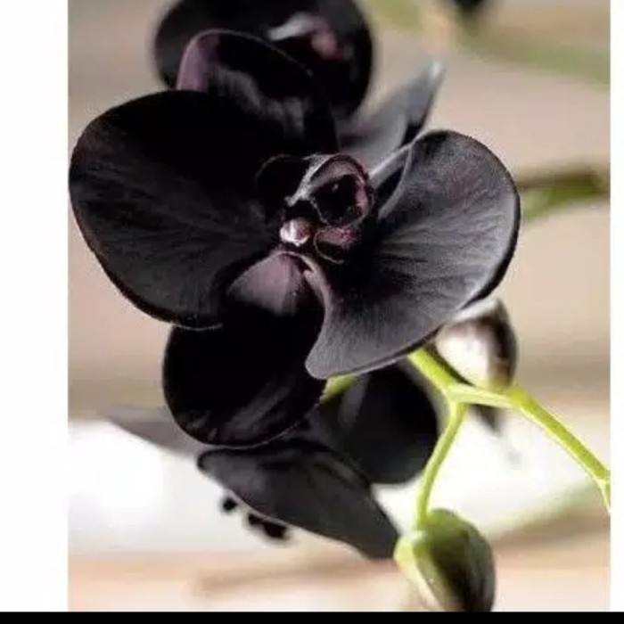 Seedling anggrek hitam Papua | Lazada Indonesia