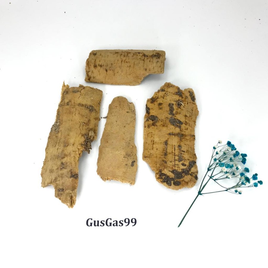 Kulit Kayu Pule Kering Herbal Rempah Tradisional JSR (100gr) | Lazada ...