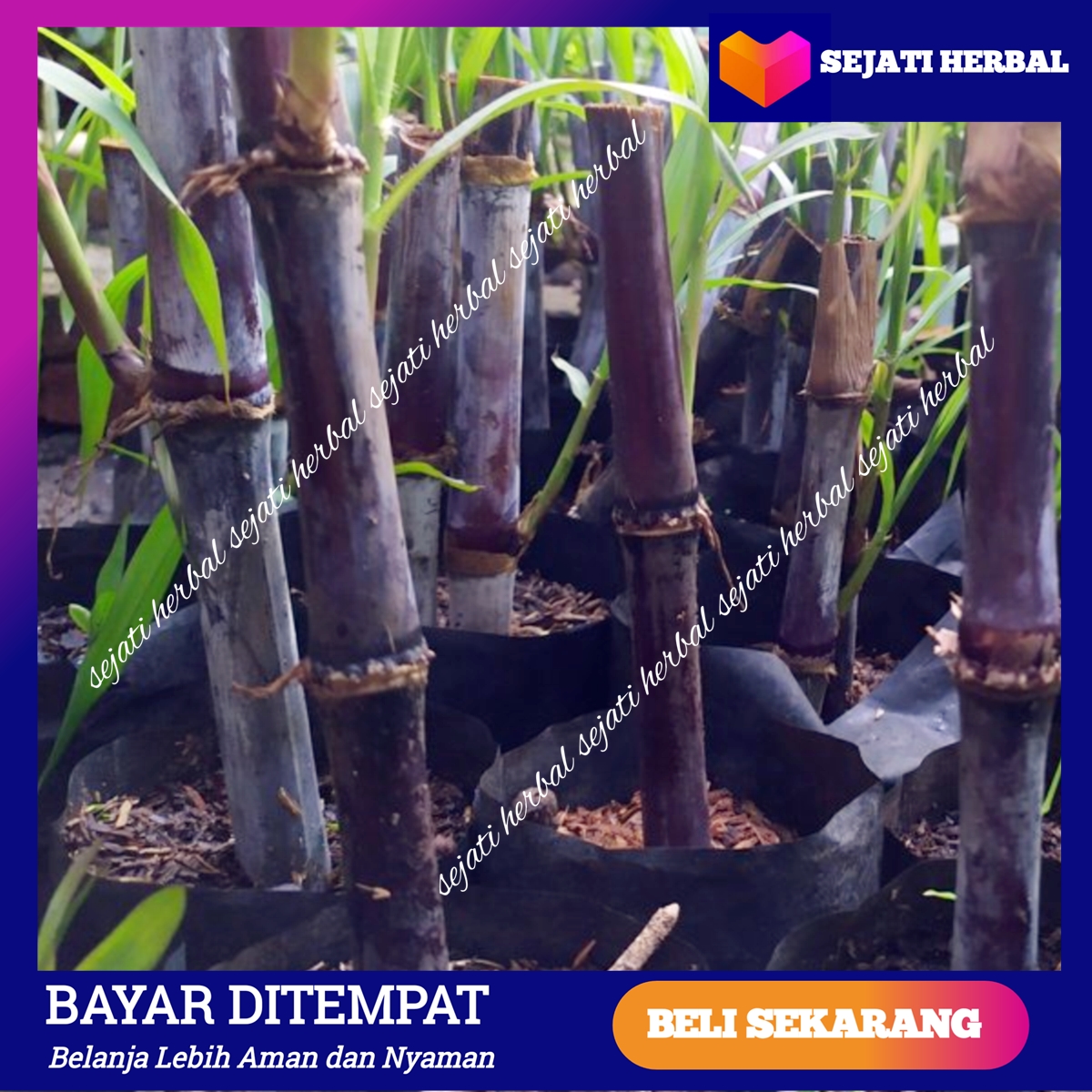 bibit pohon Tebu hitam bibit Tebu hitam asli Tebu hitam batang Tebu ...