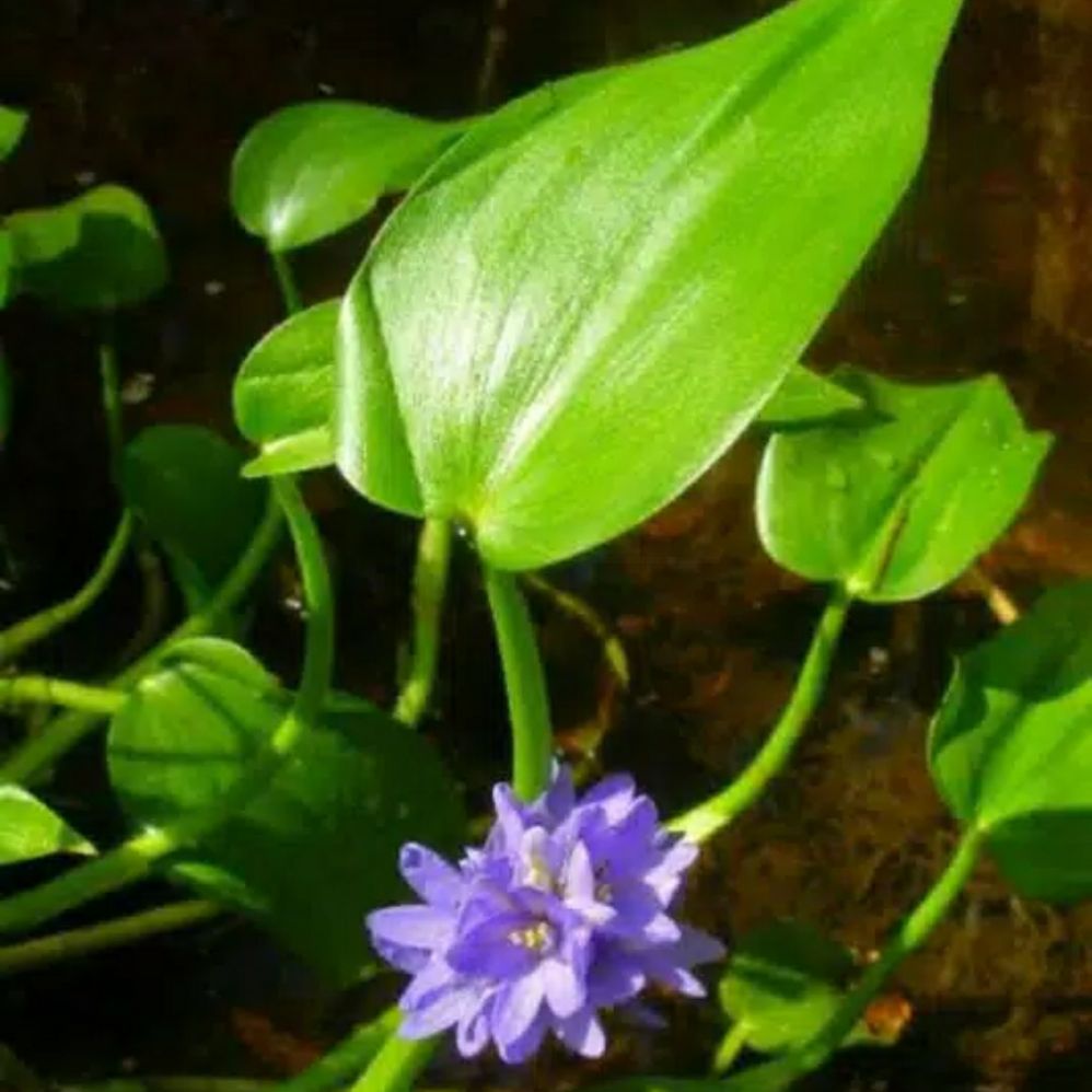 DAUN ECENG SAWAH SEGAR 1KG / BUKAN ECENG GONDOK | Lazada Indonesia