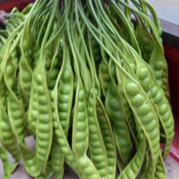 pete petai super ready baru dari pohon | Lazada Indonesia