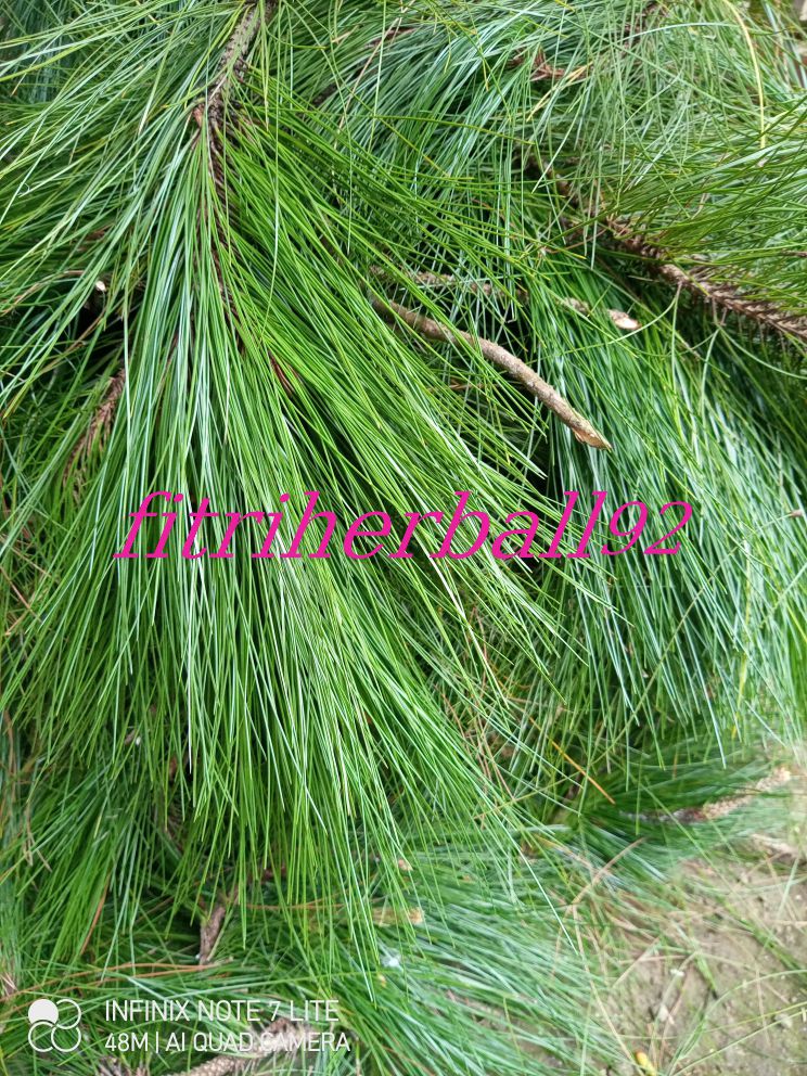 daun pinus daun penes segar 1kg | Lazada Indonesia