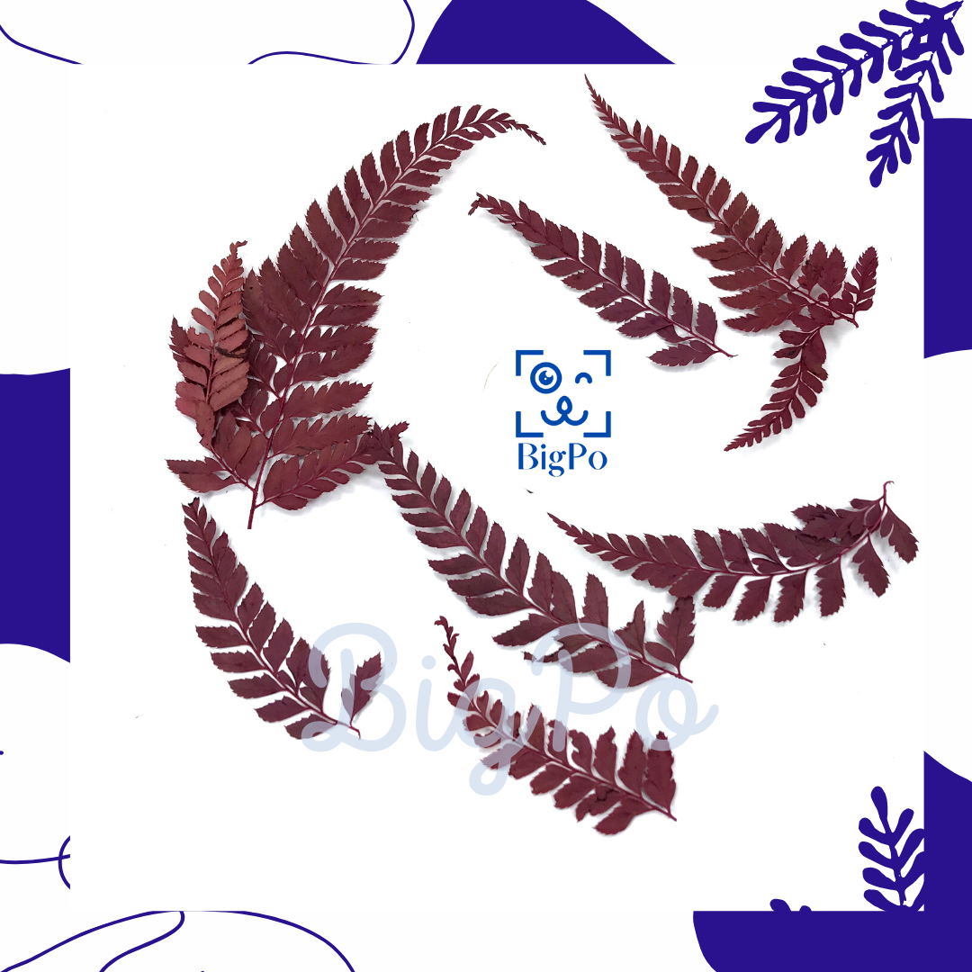 (8-12 helai) Daun Pakis Kering Daun Kering Daun Paku Kering Dried Fern ...