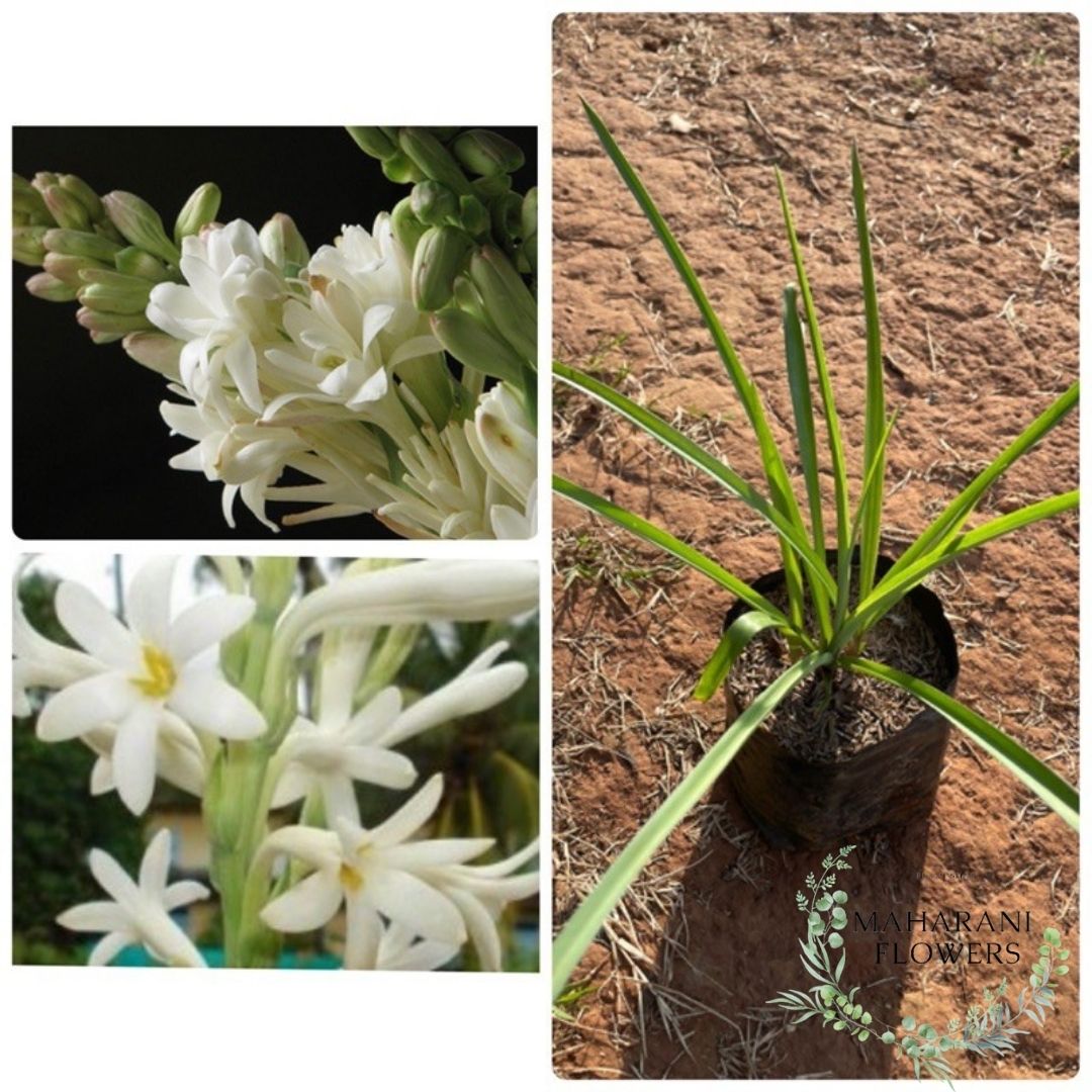 PAKET BIBIT BUNGA SEDAP MALAM (siap tanam) bunga sedap malam hidup ...