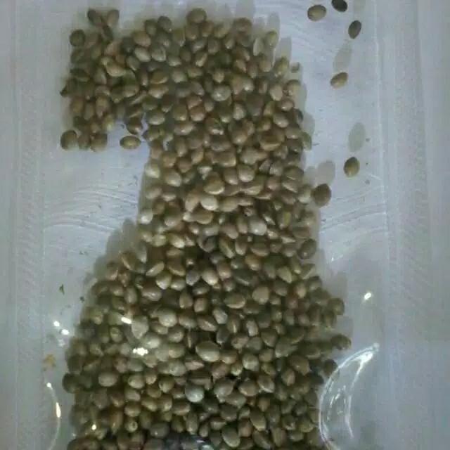 BIJI FUMAYIN MAKANAN EKSTRA LOVEBIRD DAN KENARI LOMBA | Lazada Indonesia