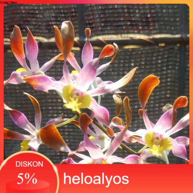 ANGGREK BROWN KING | Lazada Indonesia