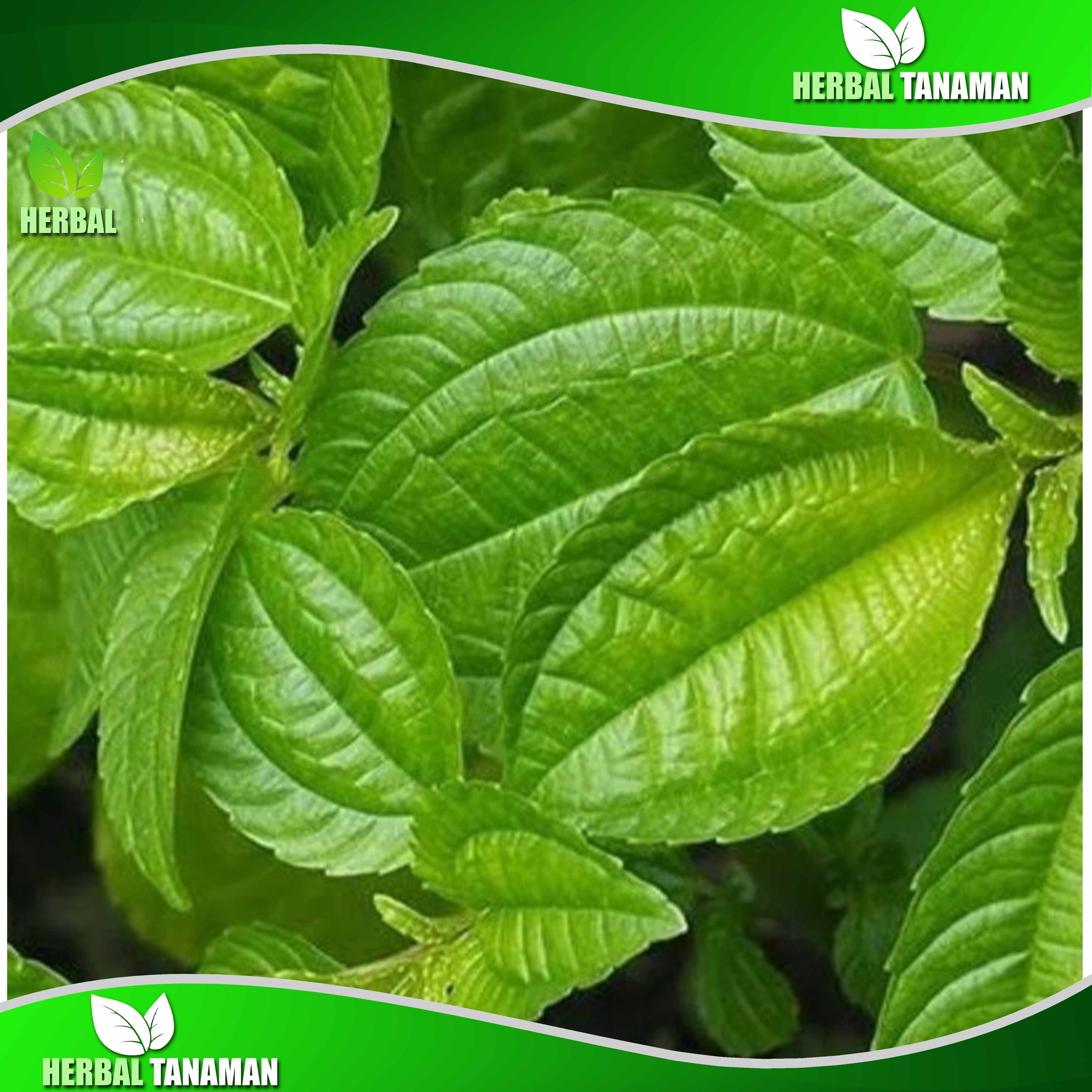 Lalapan Daun Pohpohan Segar 200gr - Lalapan Khas sunda | Lazada Indonesia