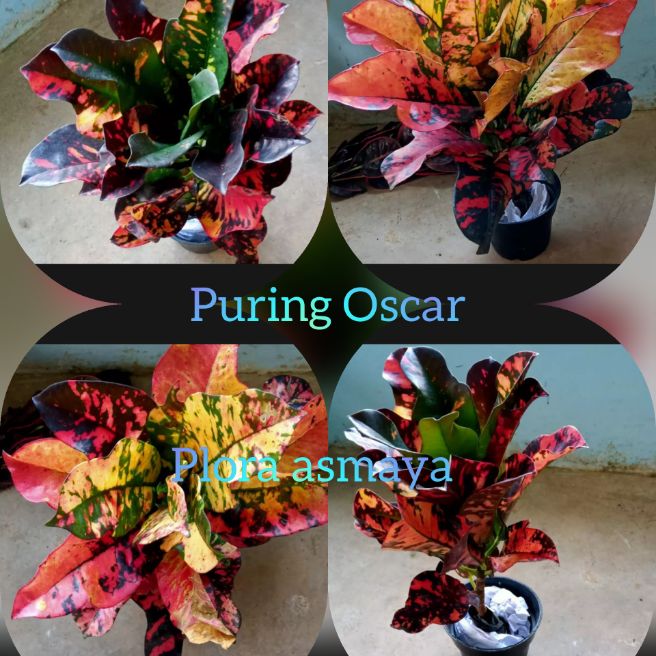 PROMO COD/tanaman hias murah puring Oscar cantik/tanaman rumahan pohon ...