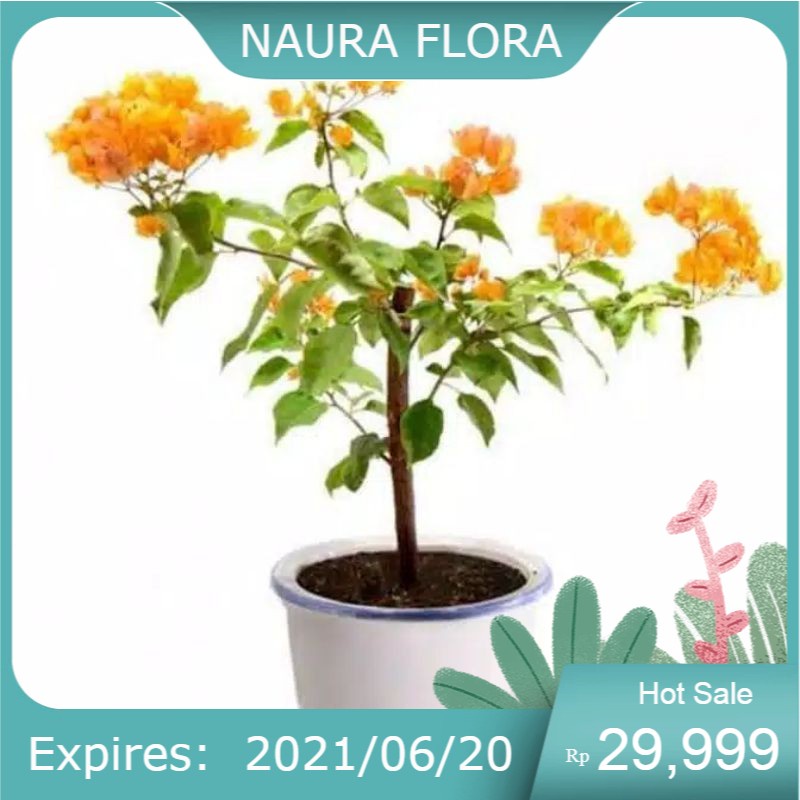 pohon bugenvil bunga kuning | Lazada Indonesia