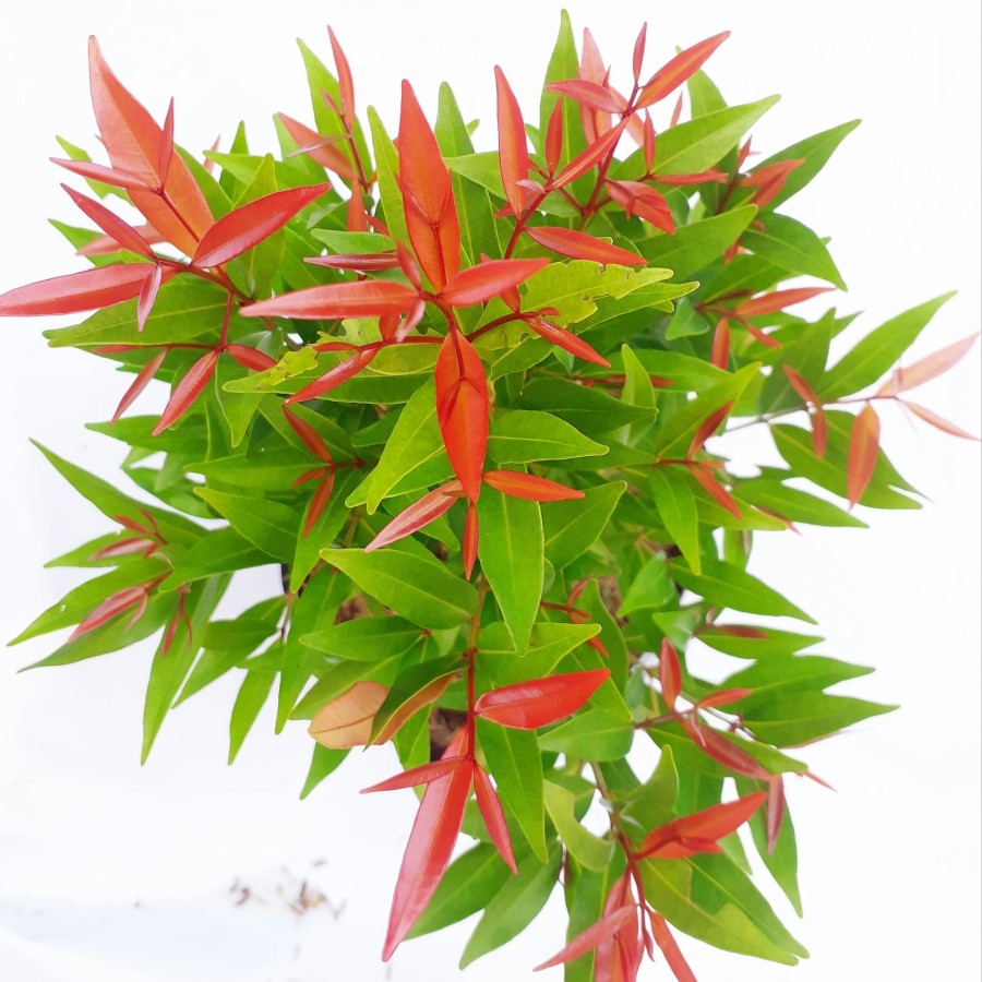 Tanaman pucuk merah - Pohon pucuk merah | Lazada Indonesia