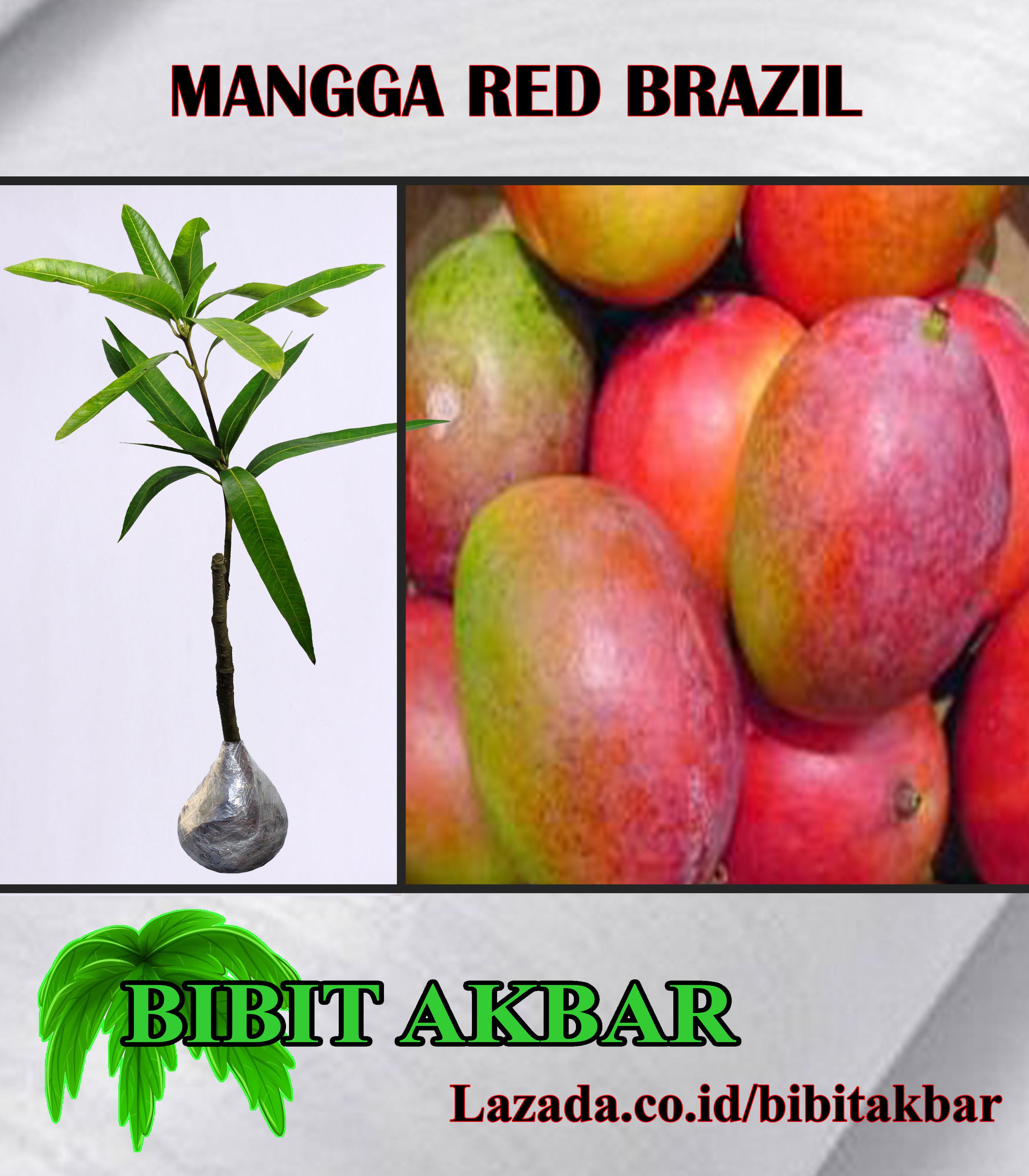 Mangga Red Brazil | Lazada Indonesia