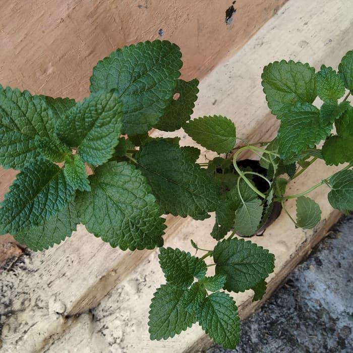 Tanaman Lemon Balm | Lazada Indonesia