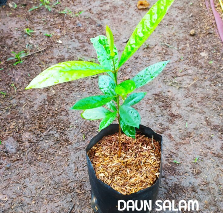 Bibit daun salam bumbu Pohon daun salam Tanaman daun salam | Lazada ...