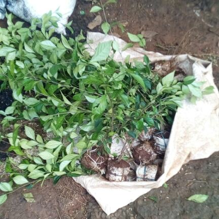 tanaman hias pagar teh tehan/pohon pagar teh tehan/tanaman teh tehan ...