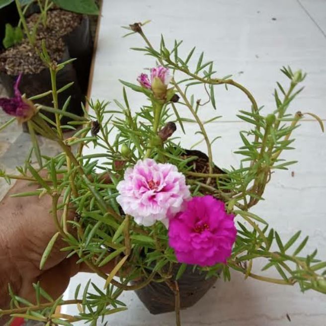 pohon bunga SUTRA BOMBAY paket 5 pohon tanaman keriminil SUTRA BOMBAY ...