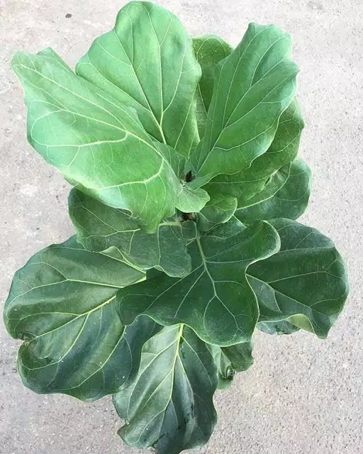 tanaman hias ketapang biola cantik ficus lyrata pohon indoor outdoor ...