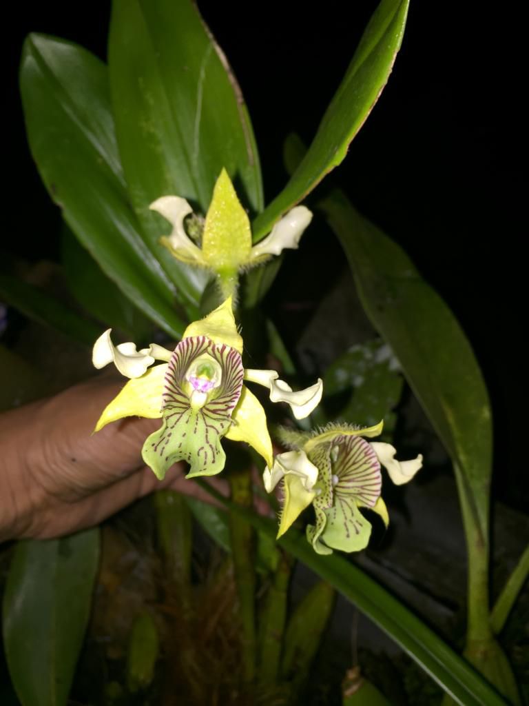 Bibit Anggrek spesies Dendrobium macrophyllum - anggrek jambrut ...