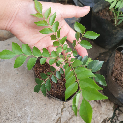 Bibit Tanaman Salam Koja Daun Kari Pohon Kari Daun Salam Koja | Lazada ...
