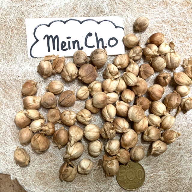 (5 biji) REMPAH Kolase Biji Buah Kapulaga Biji Kapulaga Kapolaga Kering ...