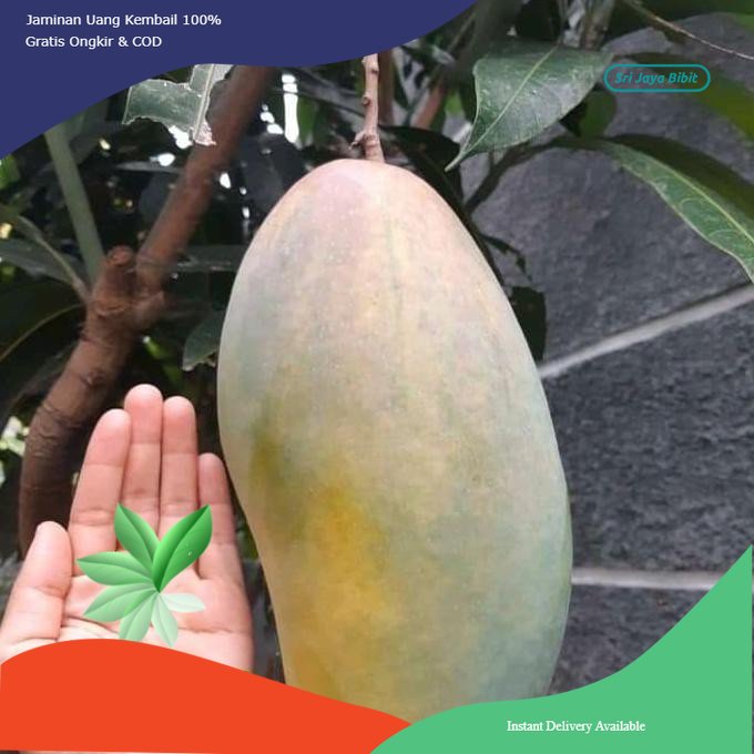 Bibit Mangga Thailand Kiojay hasil okulasi cepat berbuah | Lazada Indonesia Bibit Mangga Thailand Kiojay hasil okulasi cepat berbuah | Lazada Indonesia