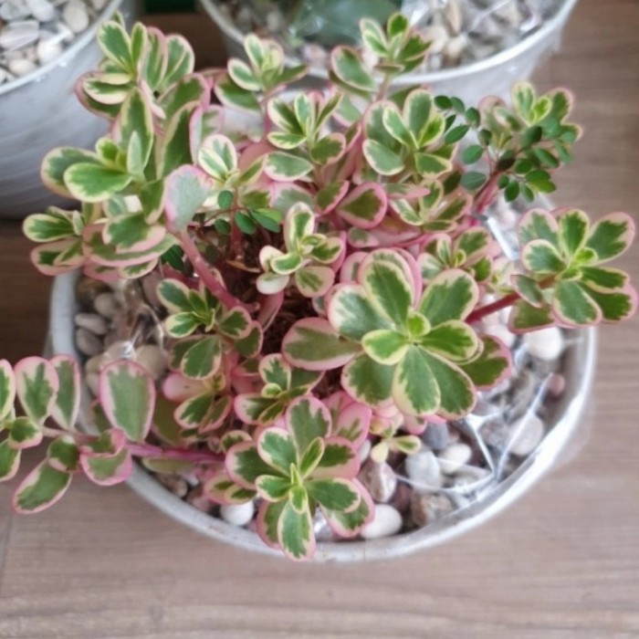 sutra bombay portulaka | Lazada Indonesia