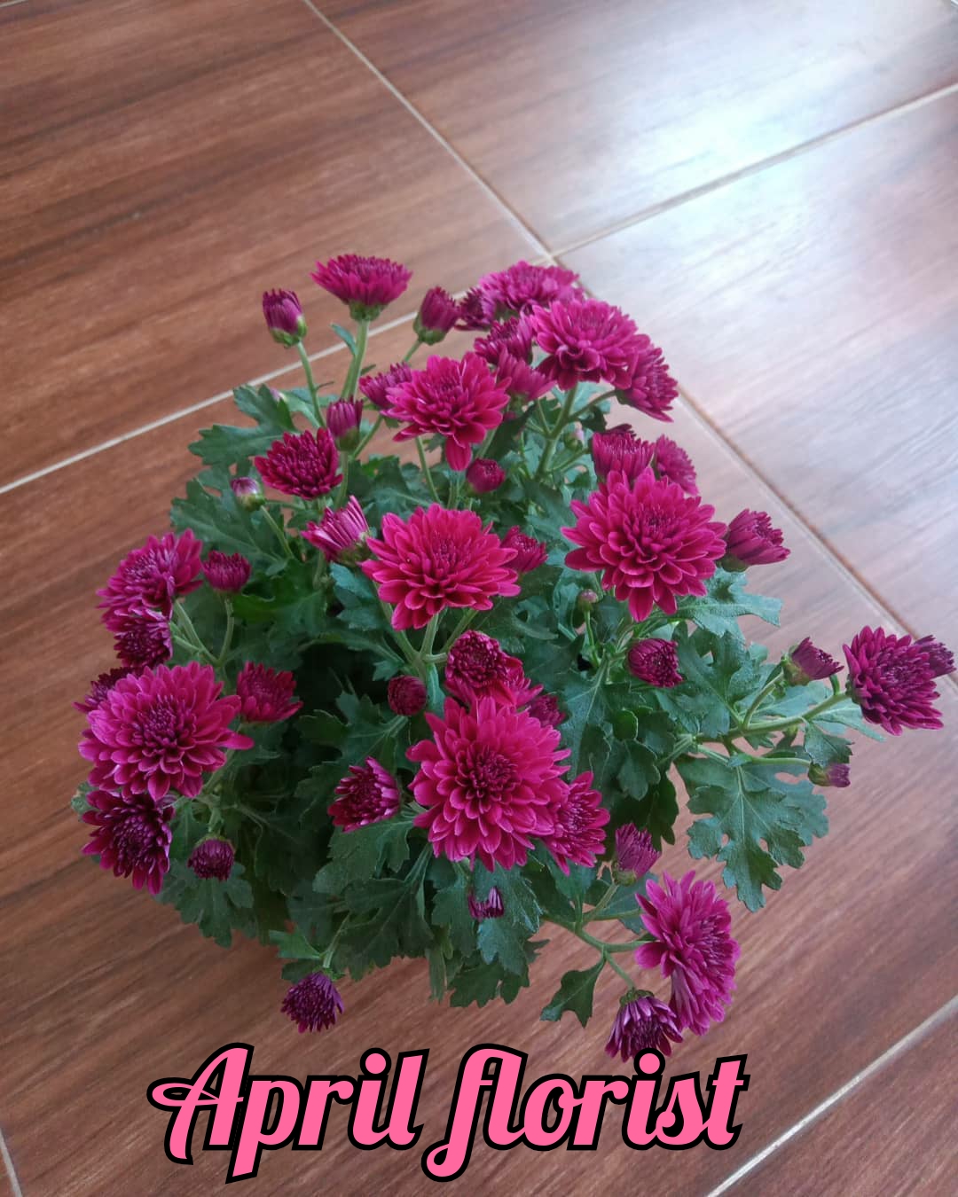 4 POHON BUNGA SERUNI KRISAN ASTER GRADE A WARNA UNGU | SUDAH BERKUNCUP ...