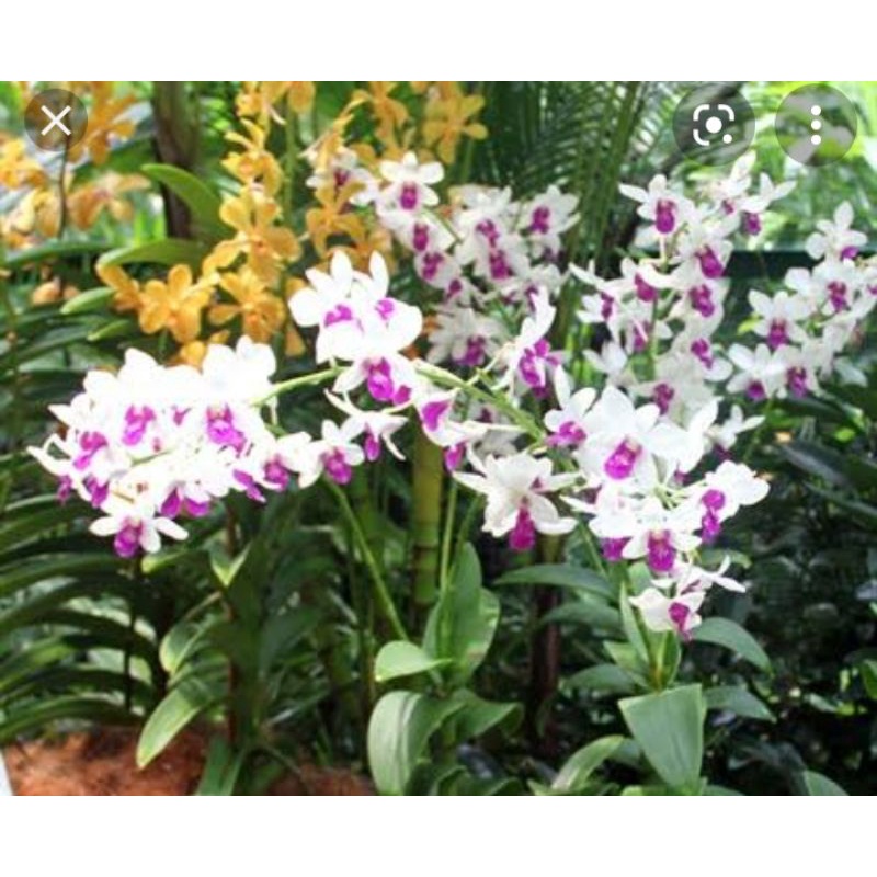 anggrek dendrobium putih lidah ungu | Lazada Indonesia