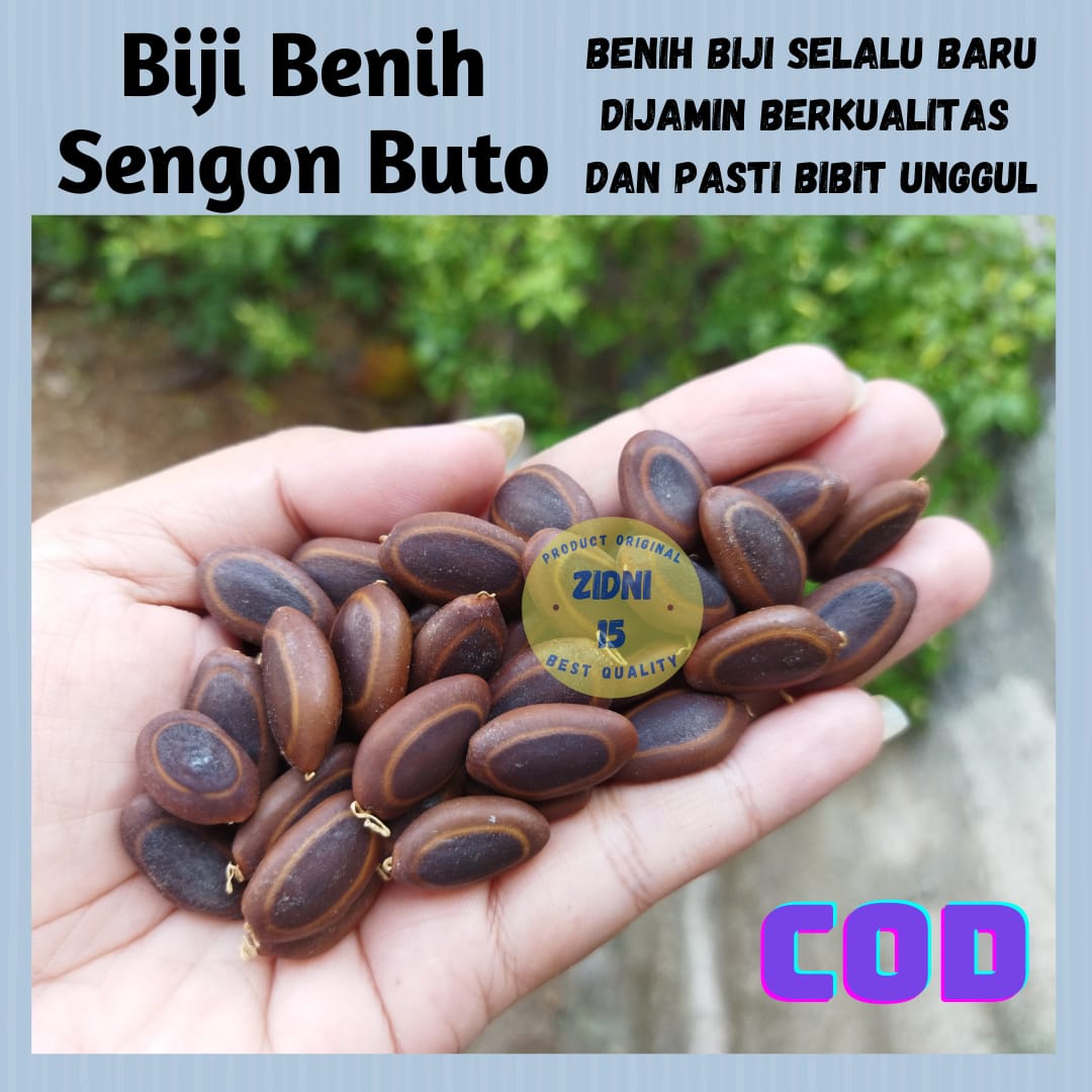 500gram Biji Benih Sengon Buto / SENGON TOKEK | Lazada Indonesia
