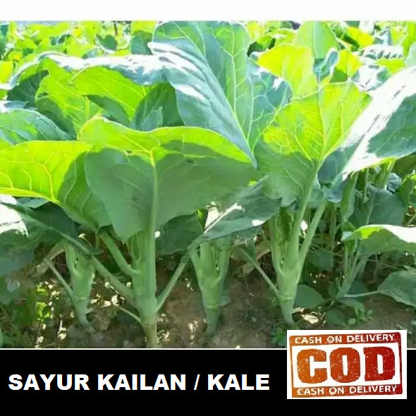 SAYUR KAILAN 60 biji / bibit / benih SAWI KAILAN / SAYURAN KAILAN ...