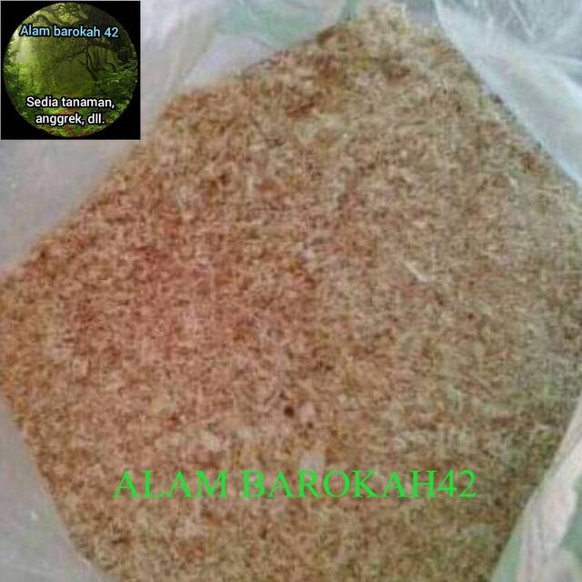 Sekam Padi Media Tanam Anggrek kaktus bunga dan pot 250 Gram | Lazada ...