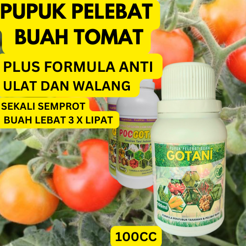 Pupuk Tomat Pelebat Buah / Pupuk Buah Tomat Super Lebat / Pupuk Penyubur Tanaman Tomat / Puouk ...