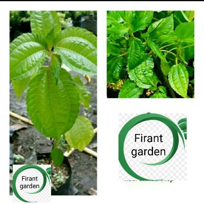 Bibit daun pohpohan/pohon pohpohan-daun lalap pohpohan-tanaman poh ...